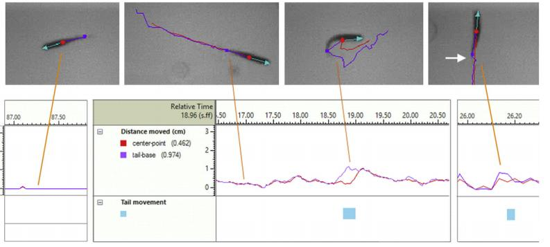FishTrack 水生生物行为学分析系统-上海欣软信息科技有限公司